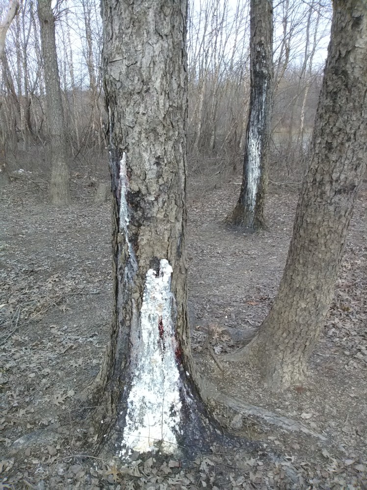 Odd Oozing From The Trees – The Quiet Branches